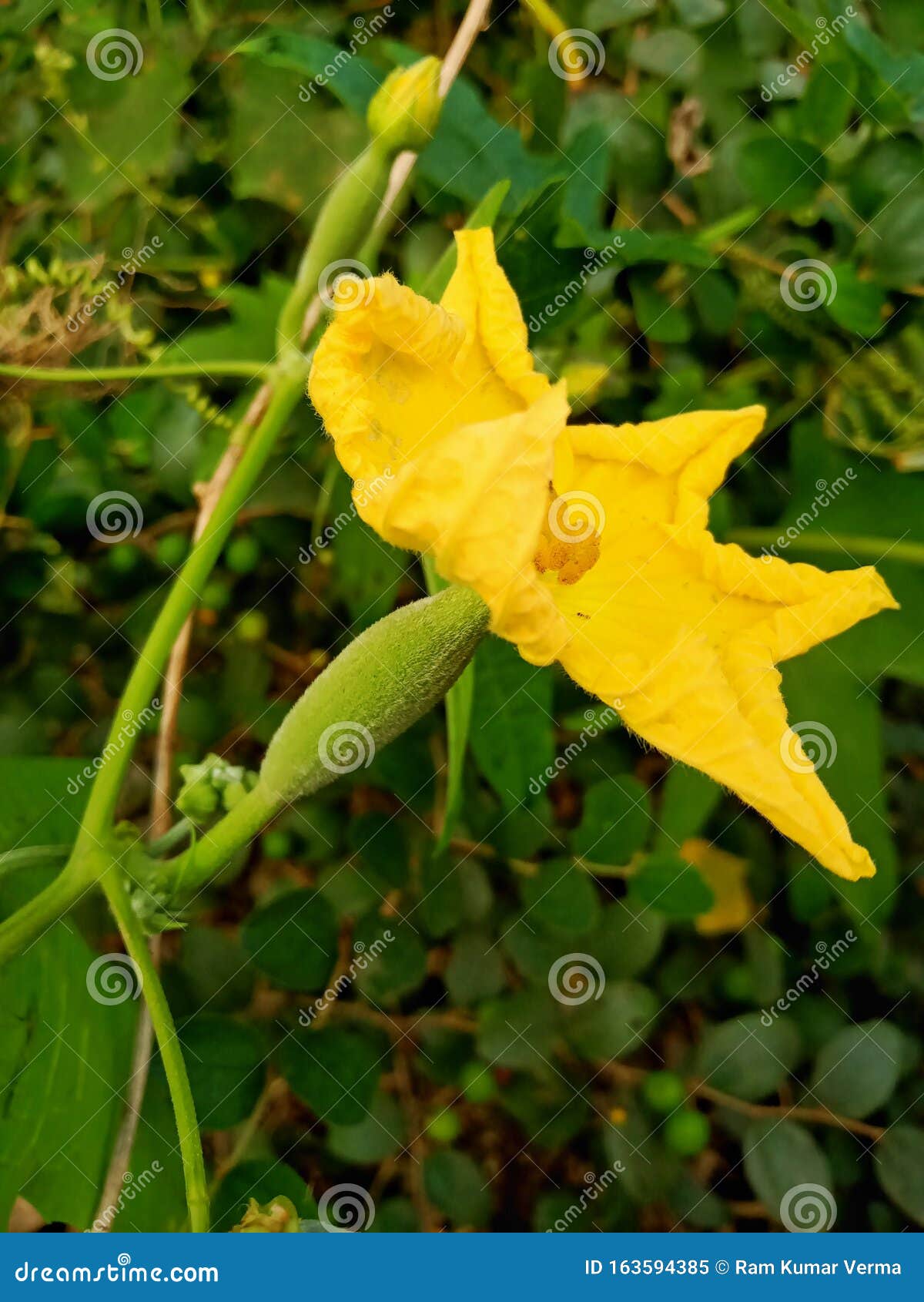 Sponge Gourd with Flower Nice Image India Stock Image - Image of gourd ...