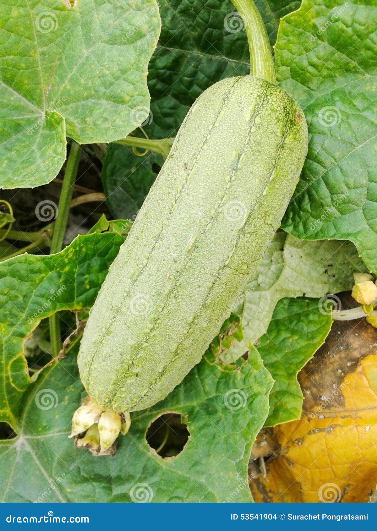Sponge gourd stock photo. Image of gourd, sponge, vine - 53541904