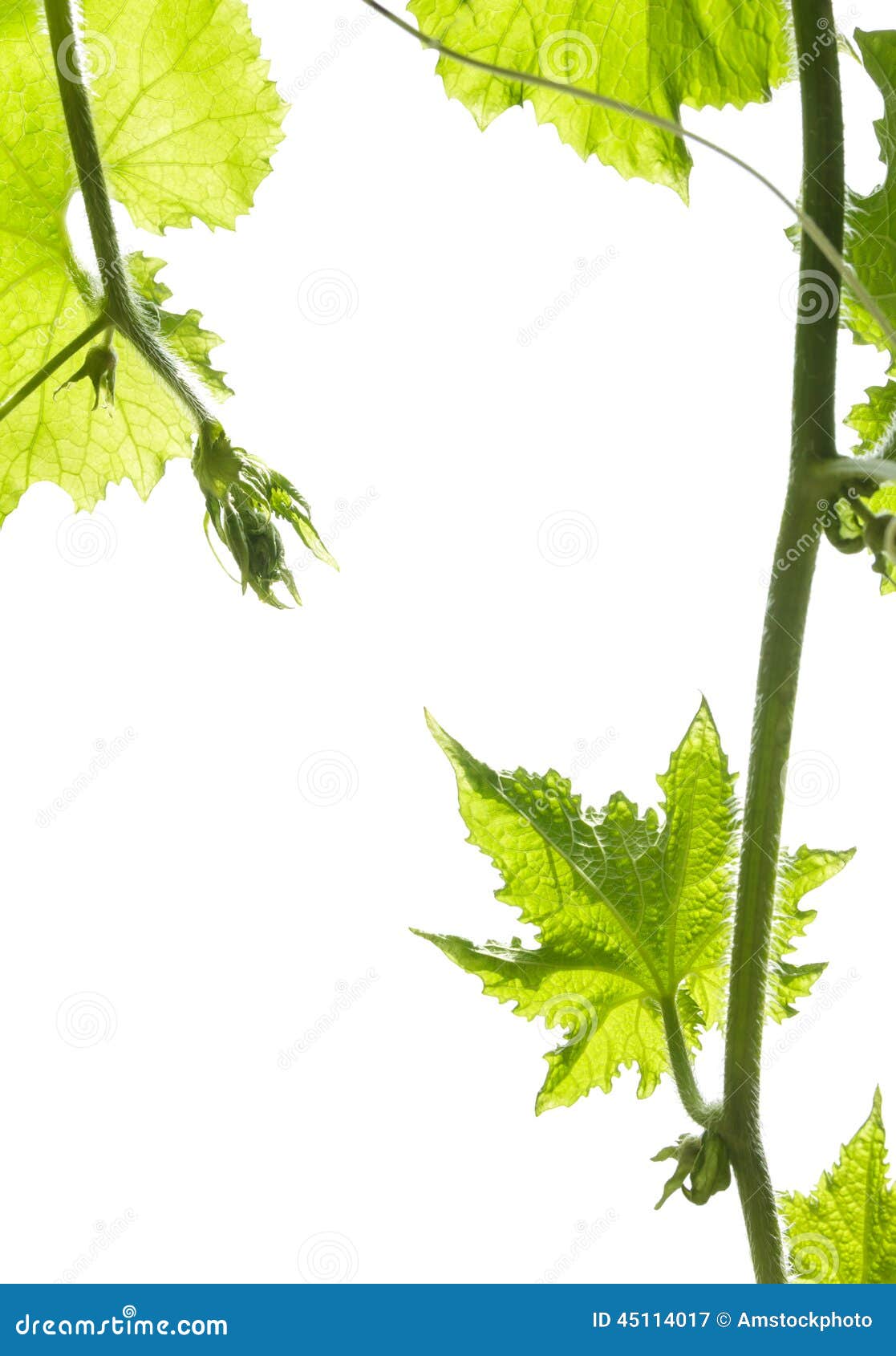 Sponge Gourd Leaves on White Background Stock Image - Image of vertical ...