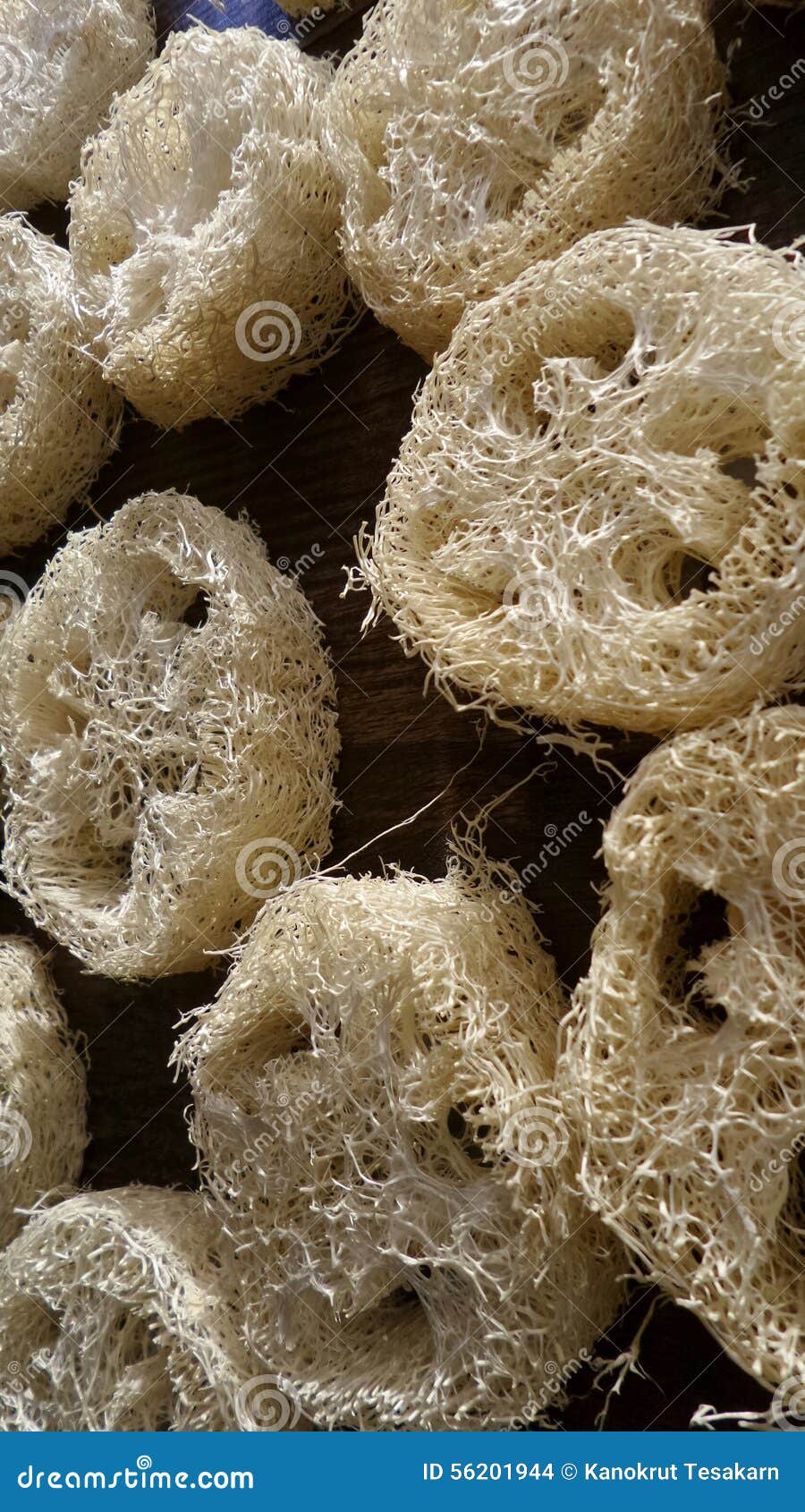 Sponge Gourd stock photo. Image of light, gourd, sponge - 56201944