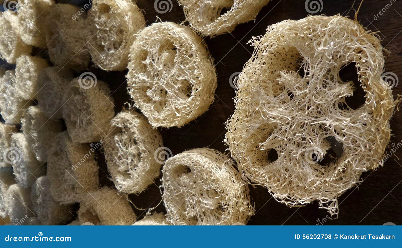 Sponge Gourd stock photo. Image of light, gourd, rock - 56202708