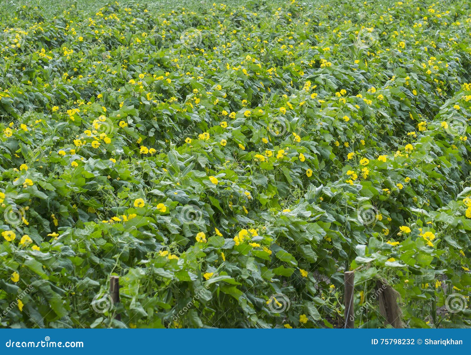 Sponge Gourd Smooth Luffa Plantation Stock Photo - Image of india ...