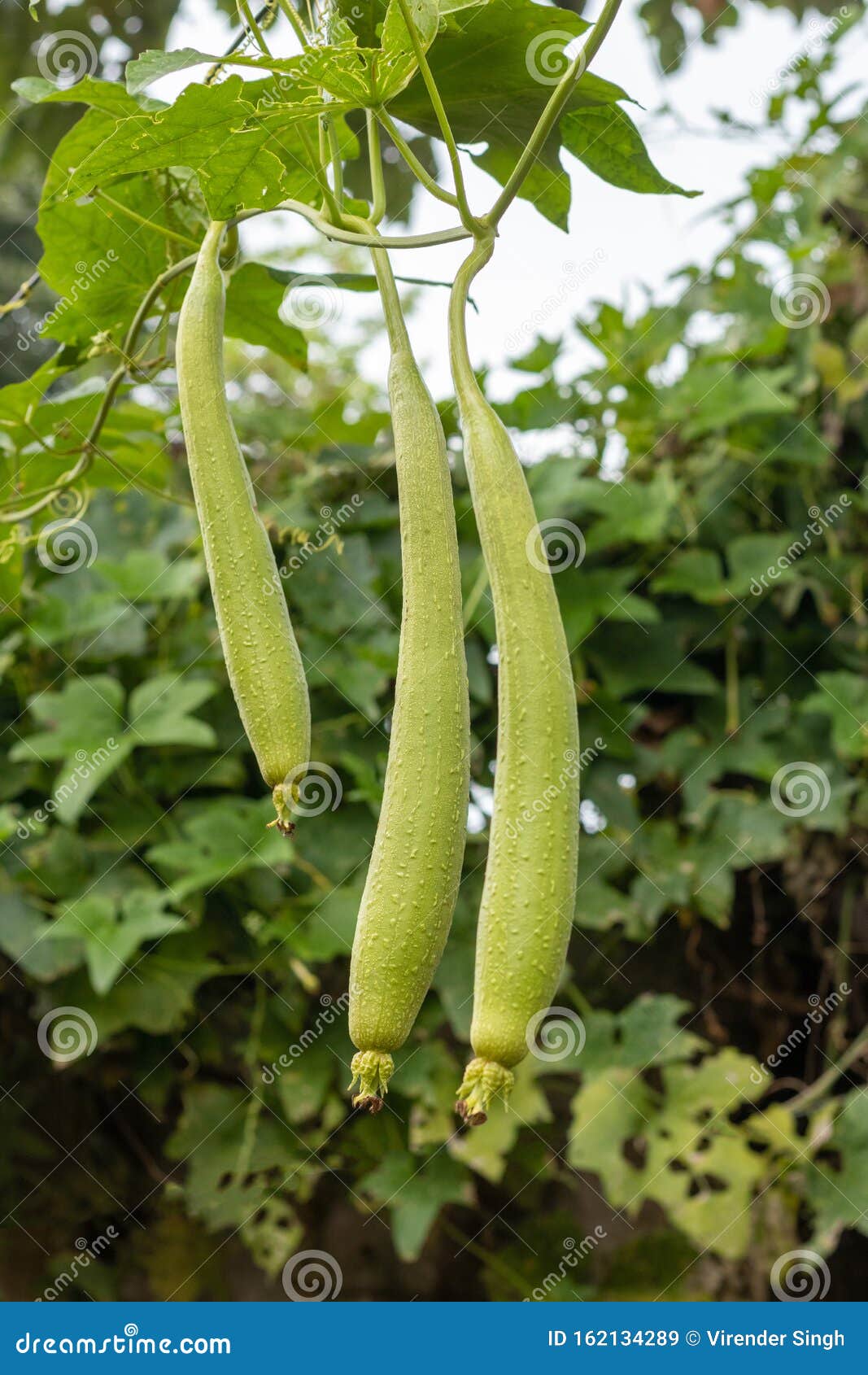 Sponge Gourd or Turai Vegetable Stock Image - Image of healthy, food ...