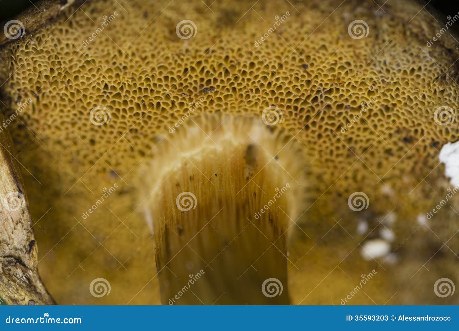 Sponge Like Mushroom Gills Royalty-Free Stock Image | CartoonDealer.com ...