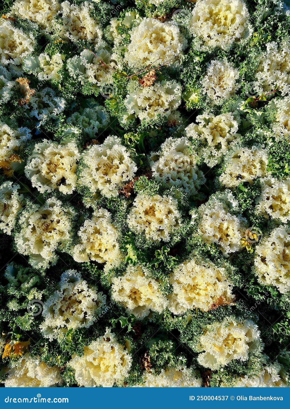 Sponge-like Plant. Cabbage in the Flower Bed Stock Image - Image of ...
