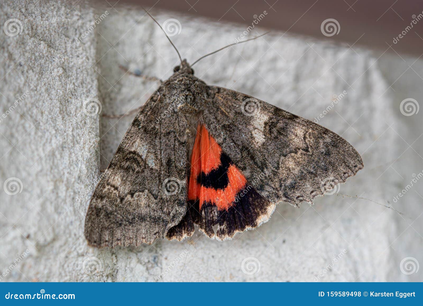 Sponge Moth with Grey Patterned Wings Hangs on a House Wall Stock Photo ...
