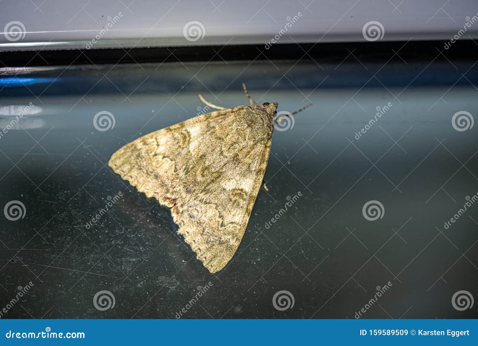 Sponge Moth with Grey Patterned Wings Hangs on a House Wall Stock Image ...