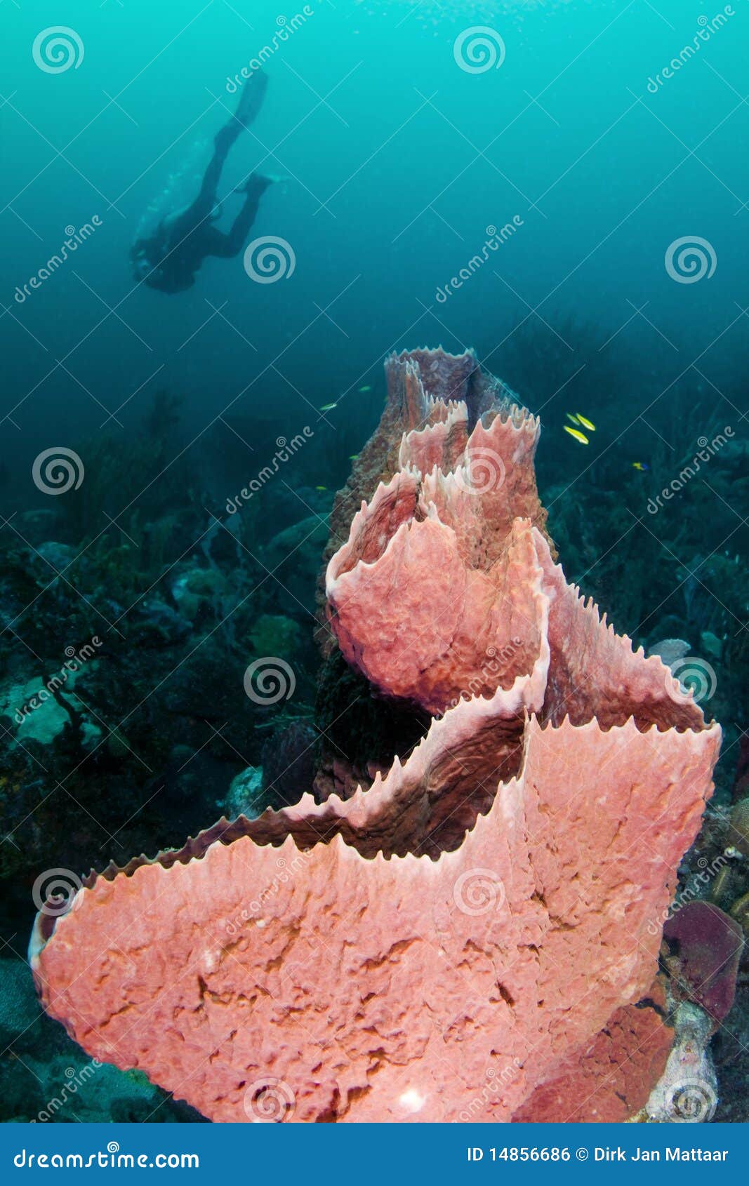 Sponge on the reef stock photo. Image of nature, coral - 14856686
