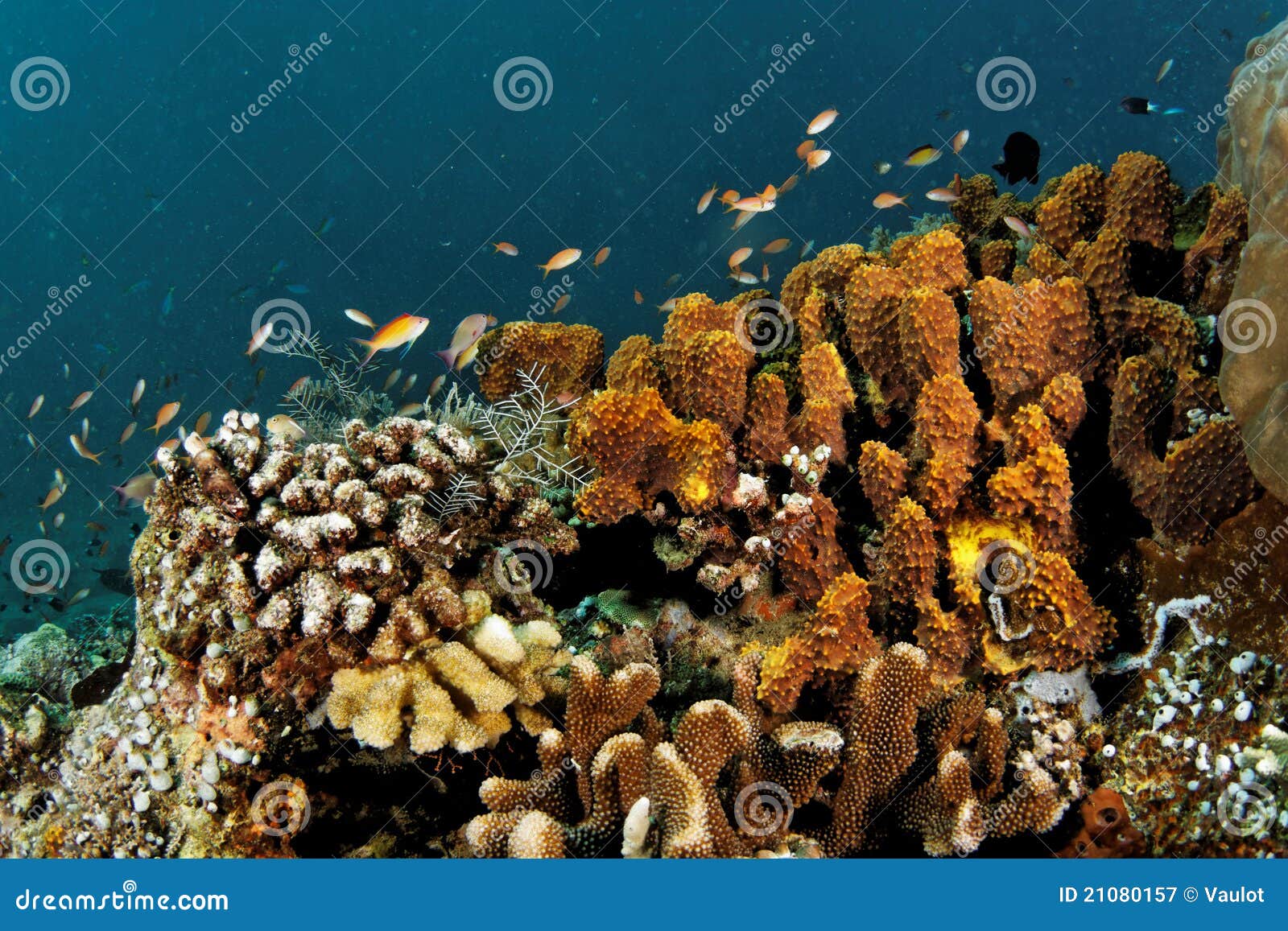 Sponge on the reef stock image. Image of sangalaki, pacific - 21080157