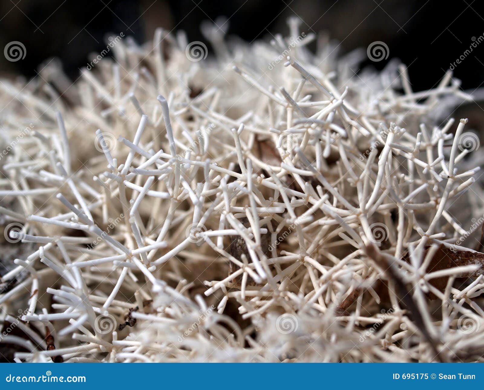 Sponge seaweed stock image. Image of ocean, coral, sticks - 695175