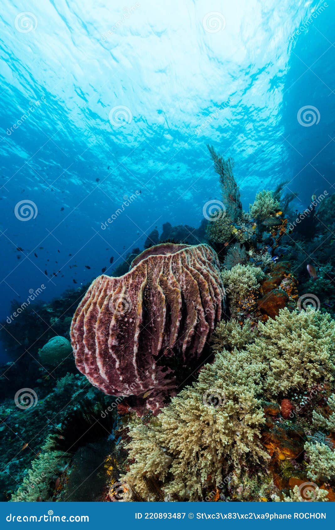 Sponge on the Slope of a Coral Reef Stock Image - Image of ecosystem ...