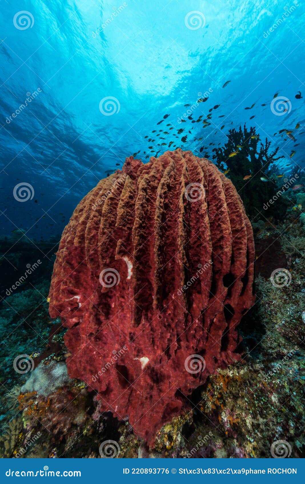 Sponge on the Slope of a Coral Reef with Visible Water Surface and Fish ...