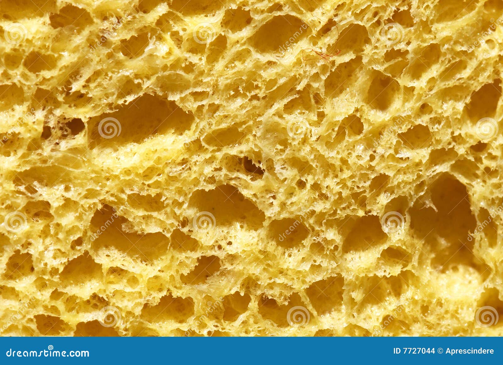 Sponge texture stock photo. Image of beauty, bath, cellulose - 7727044