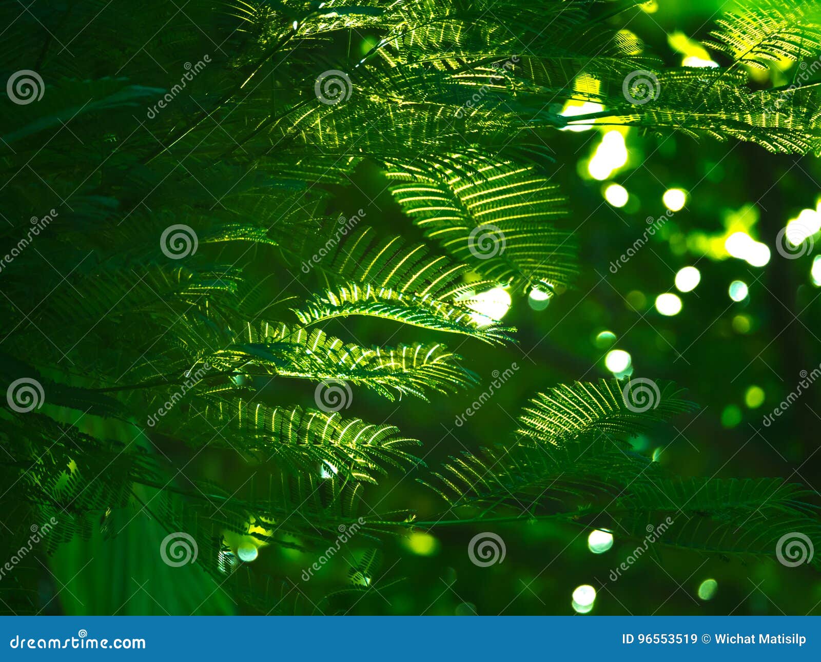 Sponge Tree with Glint stock image. Image of leaf, natural - 96553519