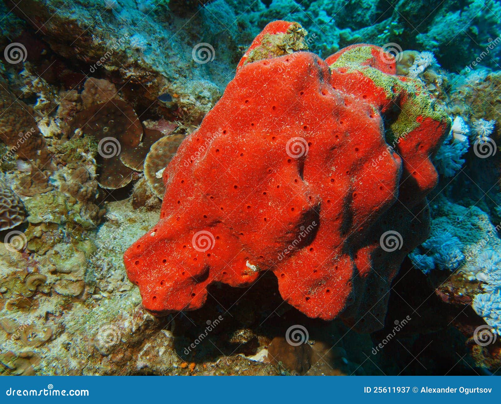 Sponges stock image. Image of sponges, underwater, nature - 25611937