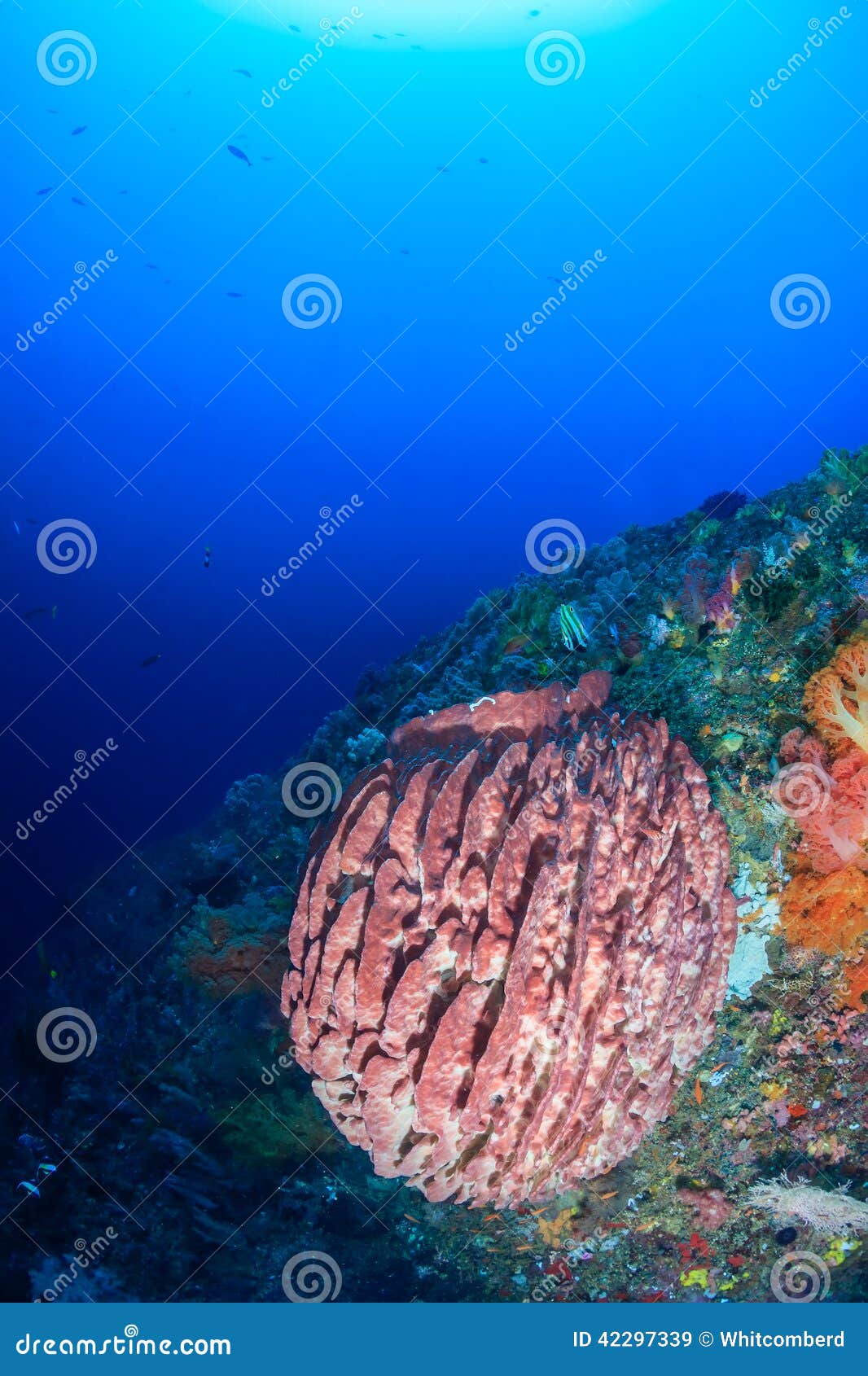 Sponges on a reef stock image. Image of ocean, coral - 42297339