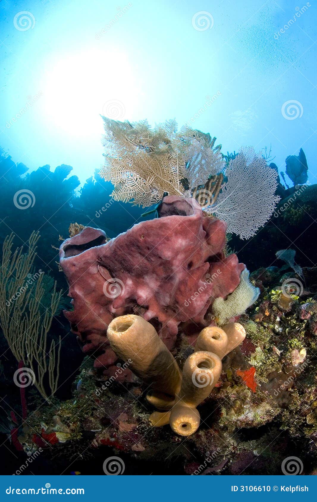 Sponges and sea fan stock photo. Image of bonaire, gorgonian - 3106610