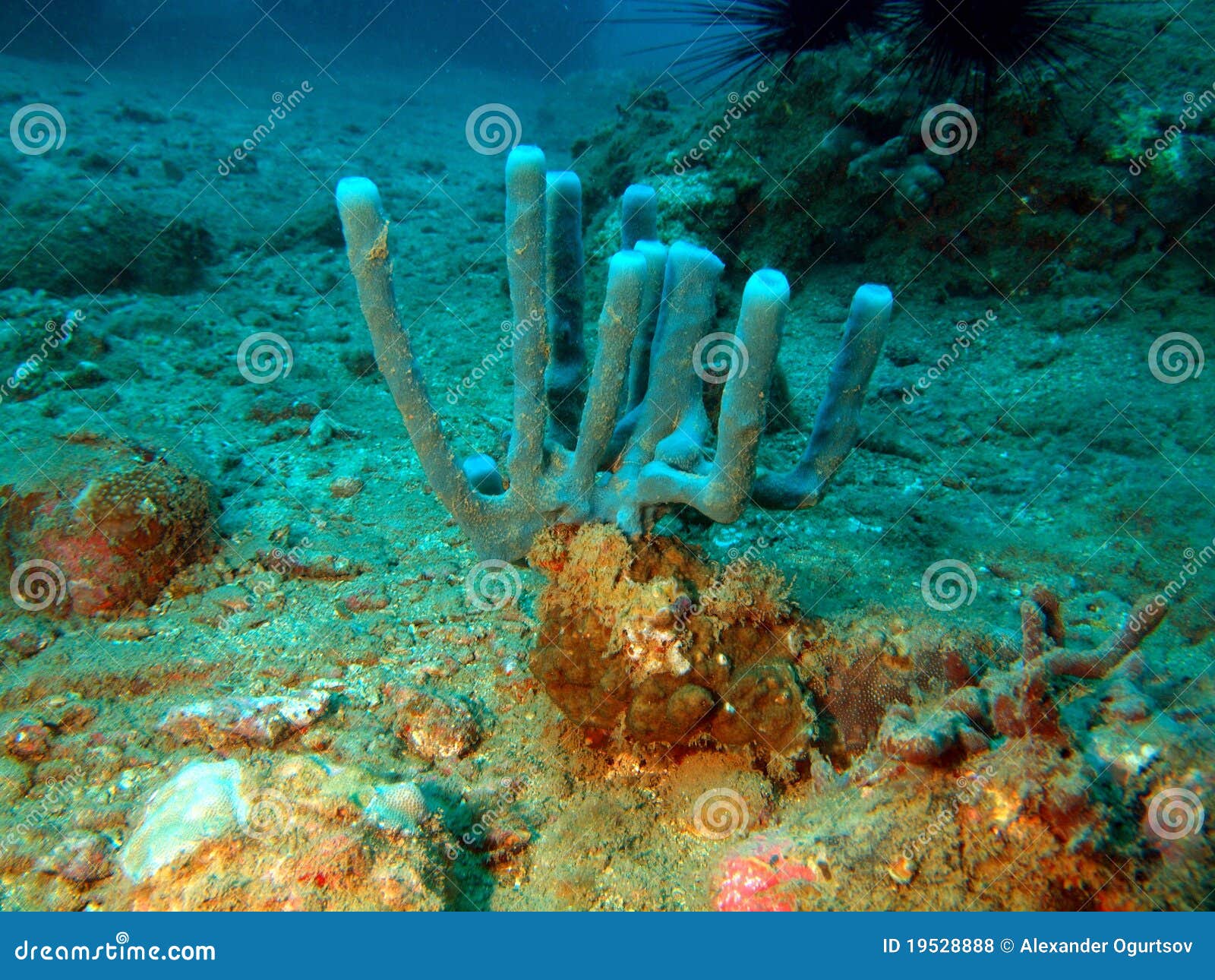 Sponges of the South-Chinese Sea Stock Photo - Image of dive, trang ...
