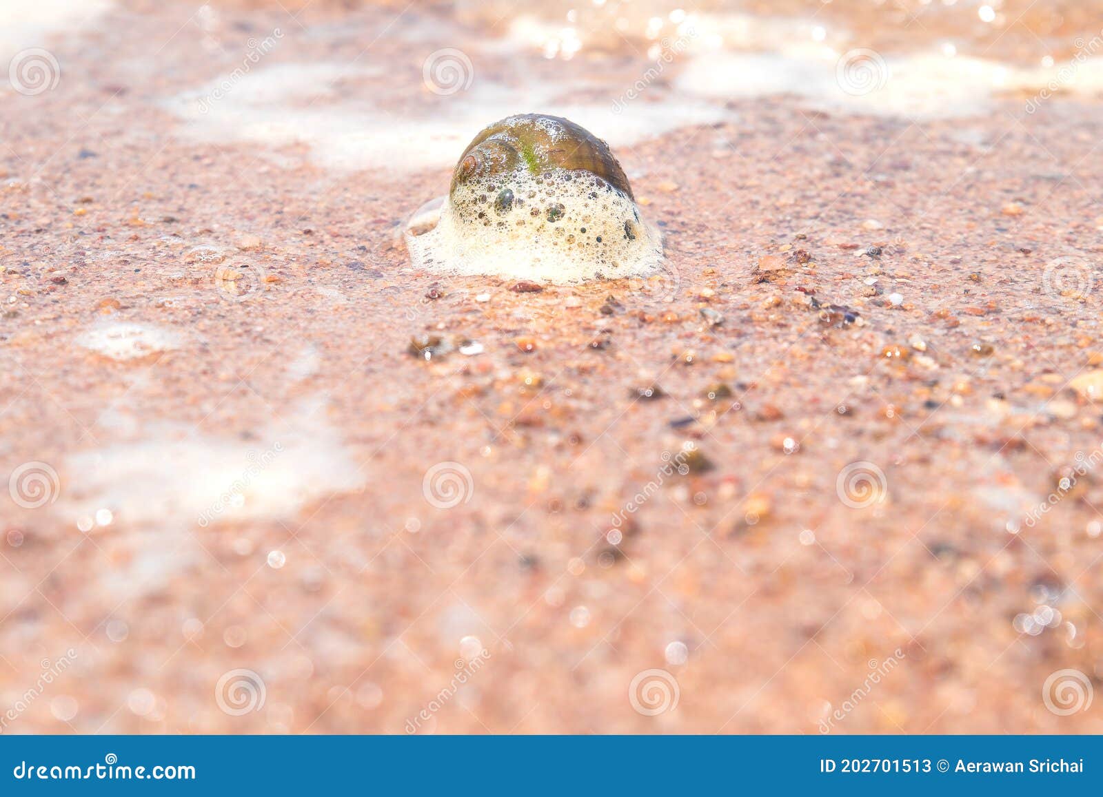 Sponges Stuck Shell on Beach Seaside. Stock Image - Image of memories ...