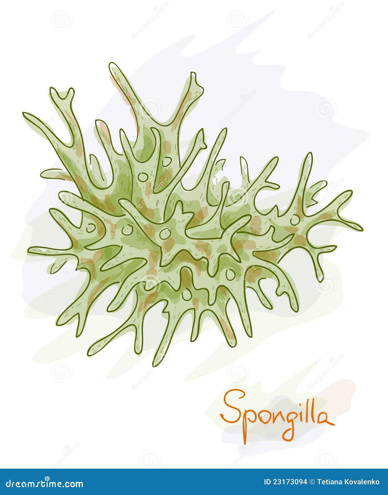 Spongilla Under Microscope