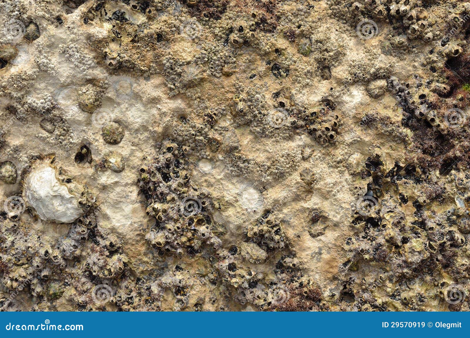 Spongy Stone Background of the Sea Floor Stock Image - Image of ...