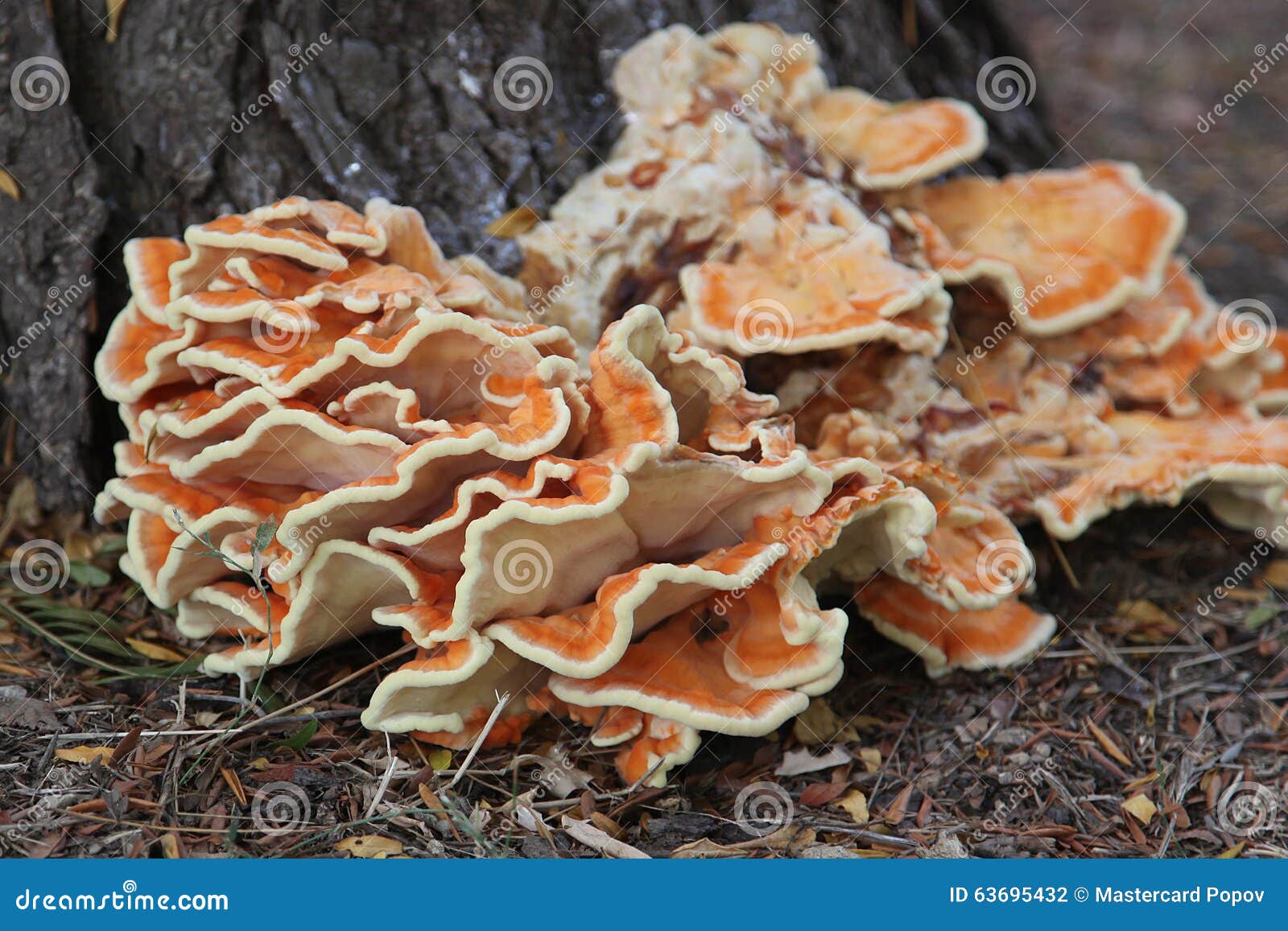 Sponk stock photo. Image of forest, tree, nature, park - 63695432