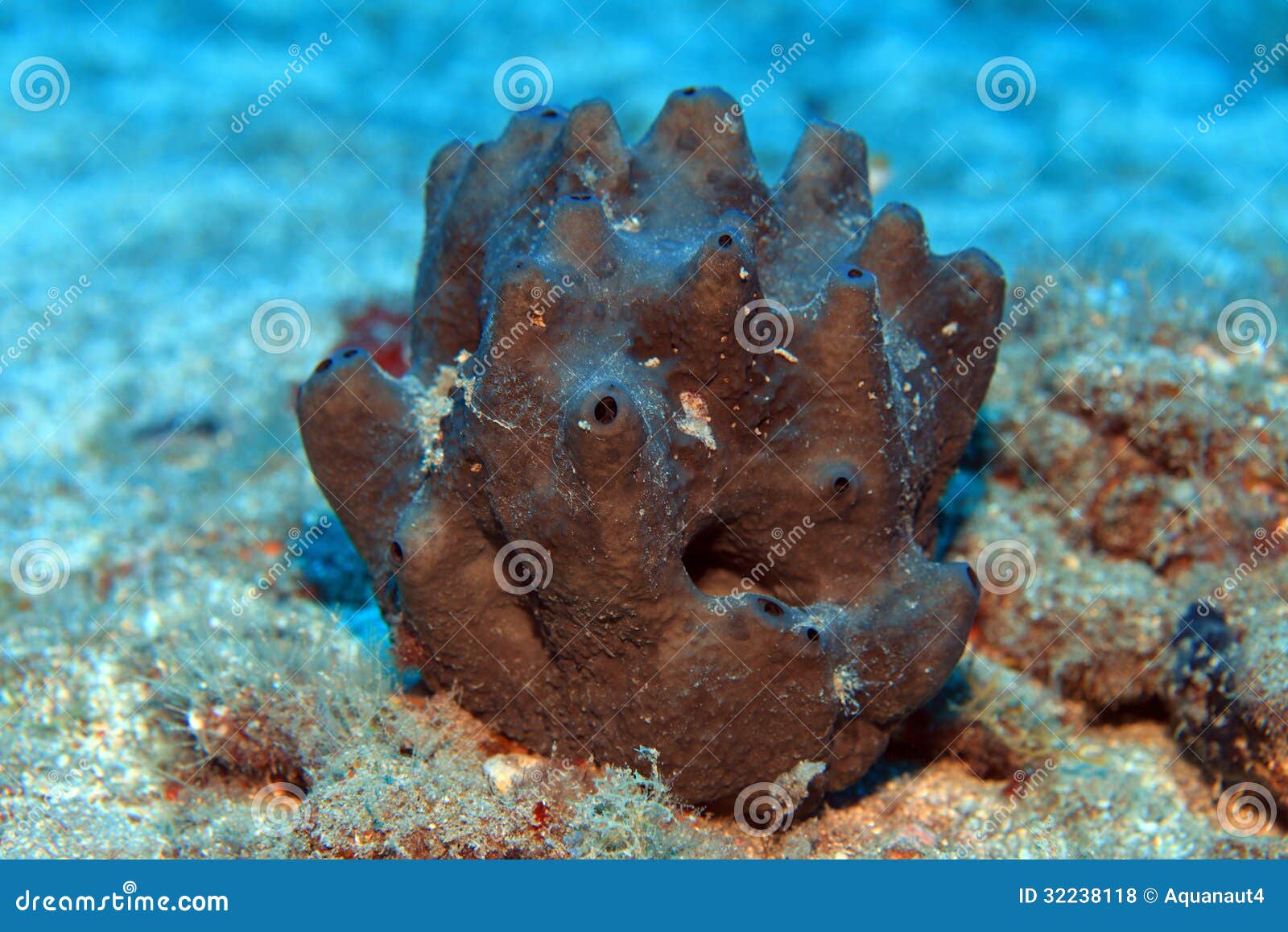 Spons stock foto. Image of atlantisch, spons, onderzees - 32238118