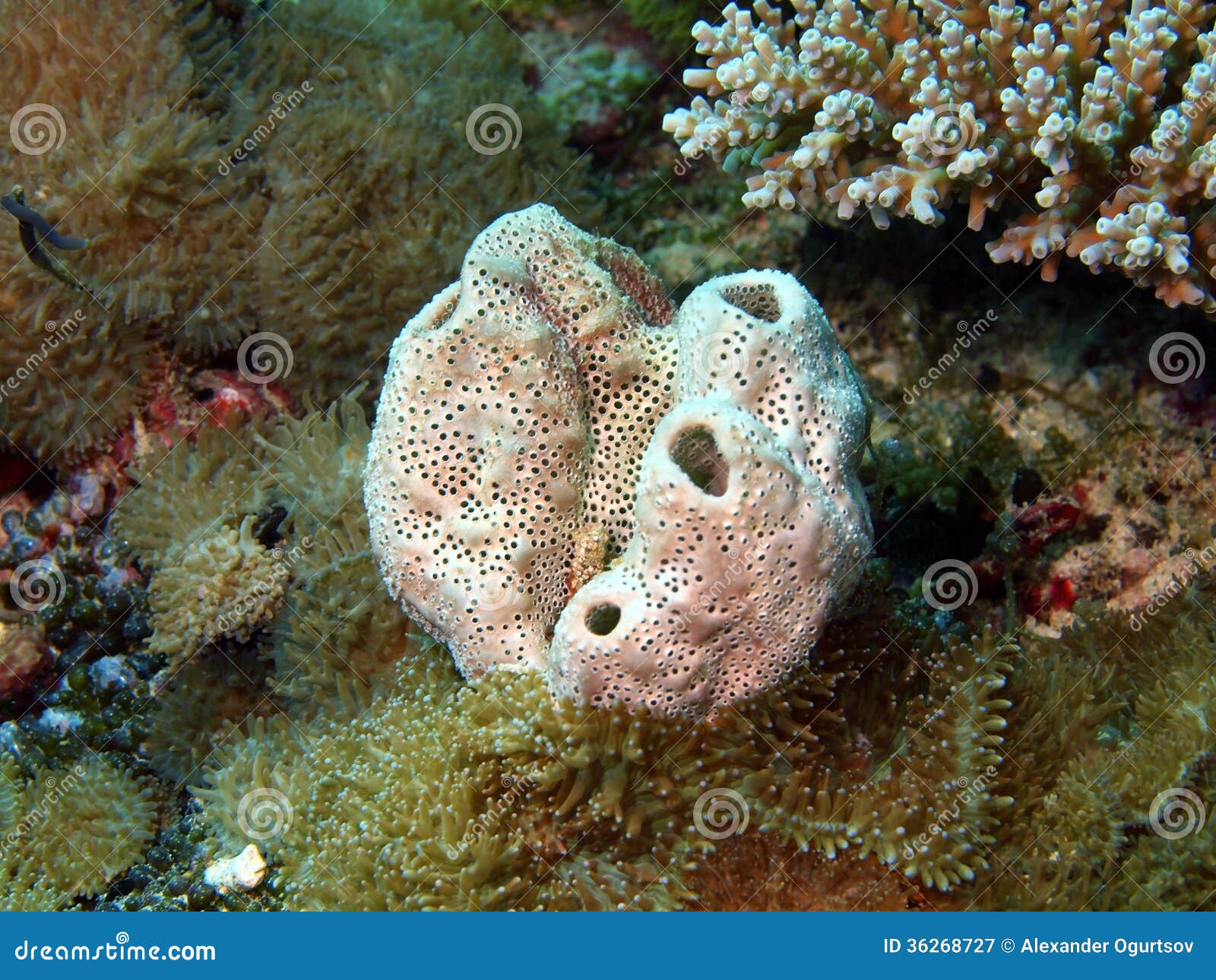 Spons stock afbeelding. Image of koraal, spons, keerkring - 36268727