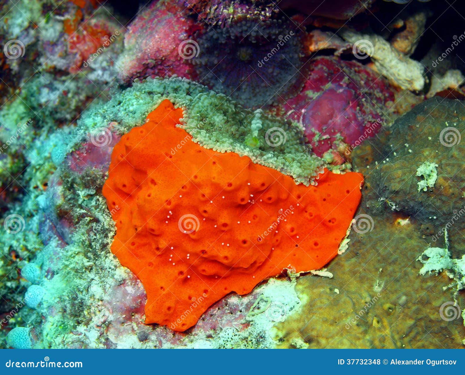 Spons stock foto. Image of nave, spons, overzees, wereld - 37732348