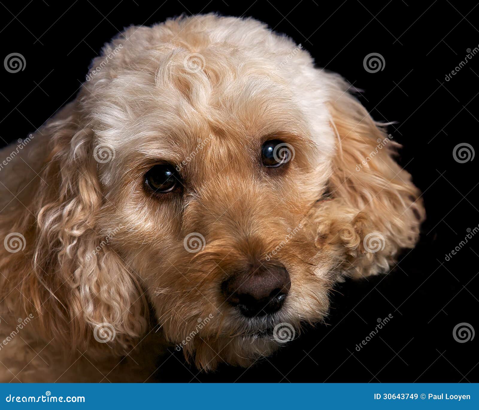 Spoodle imagen de archivo. Imagen de casta, canino, perro - 30643749