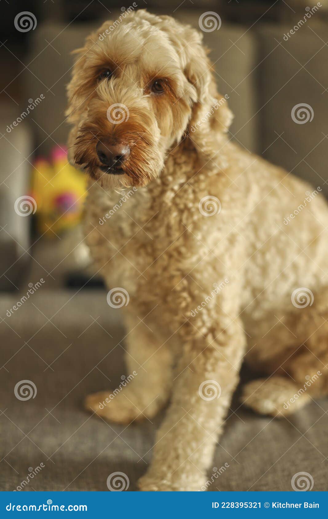 Spoodle Puppy stock image. Image of healthy, blonde - 228395321