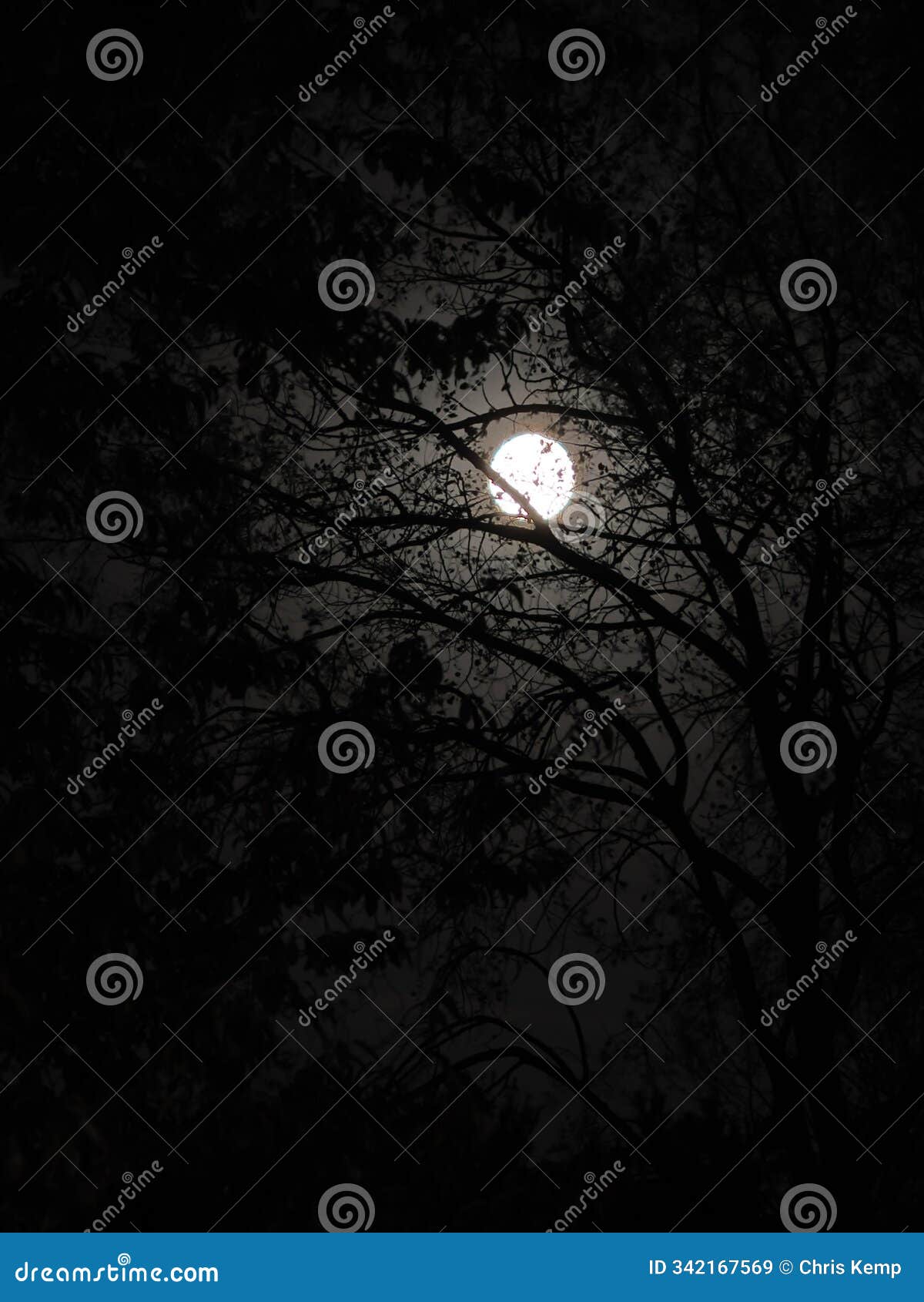 A Bright Full Moon Seen through Dark Tree Branches Stock Image - Image ...