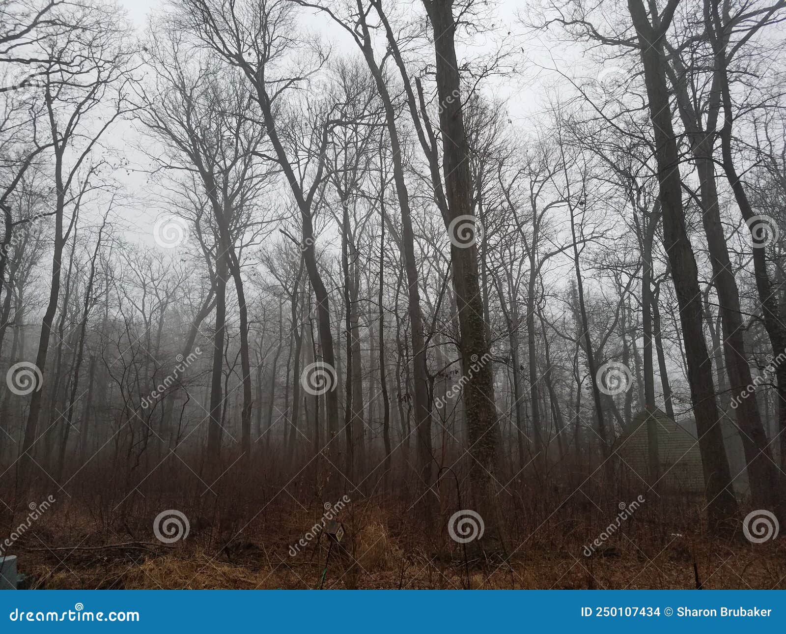 Spooky autumn trees stock photo. Image of forest, frost - 250107434