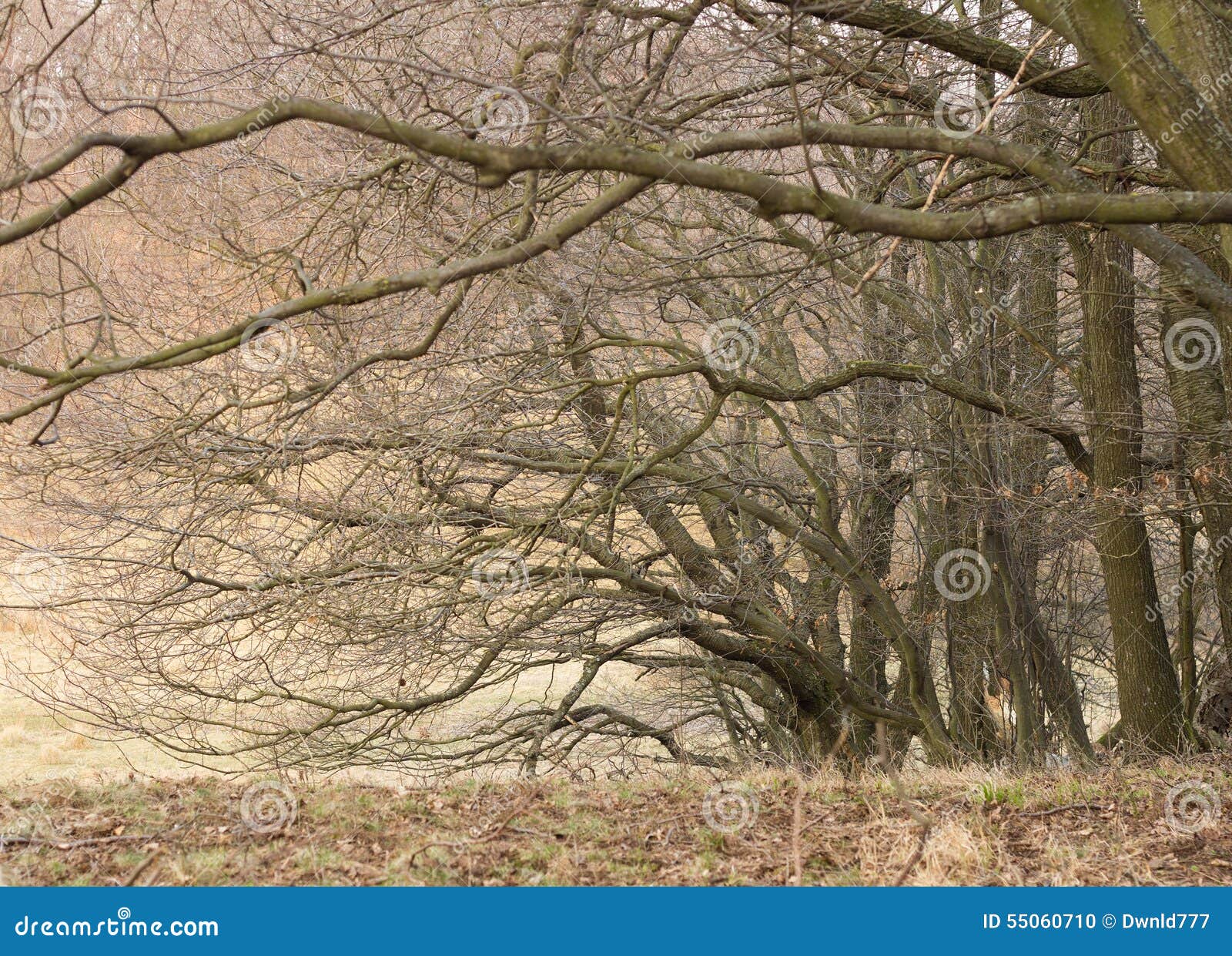Spooky autumn trees stock photo. Image of path, branch - 55060710