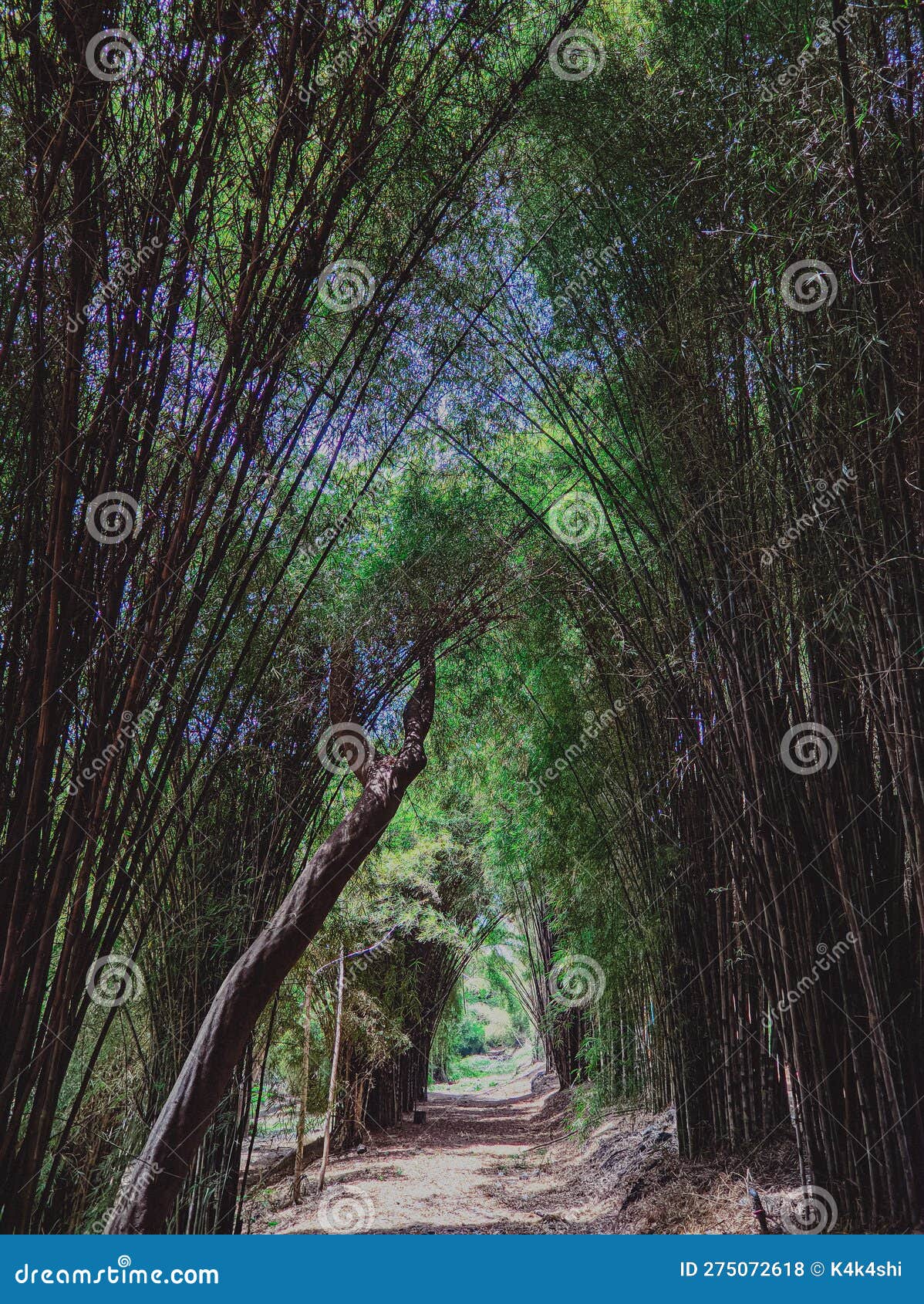 Spooky Bamboo Forrest at Afternoon Stock Photo - Image of creepy ...