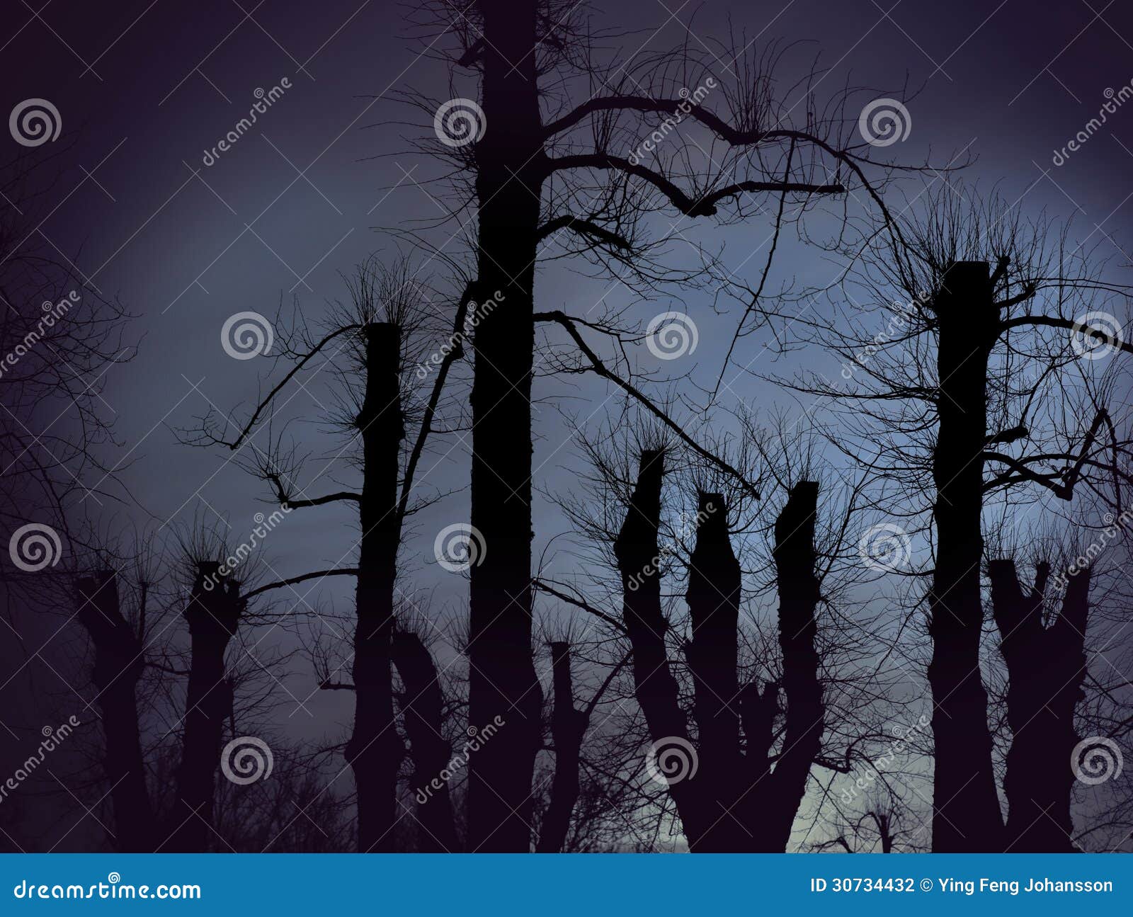 Spooky bare trees stock photo. Image of black, trees - 30734432