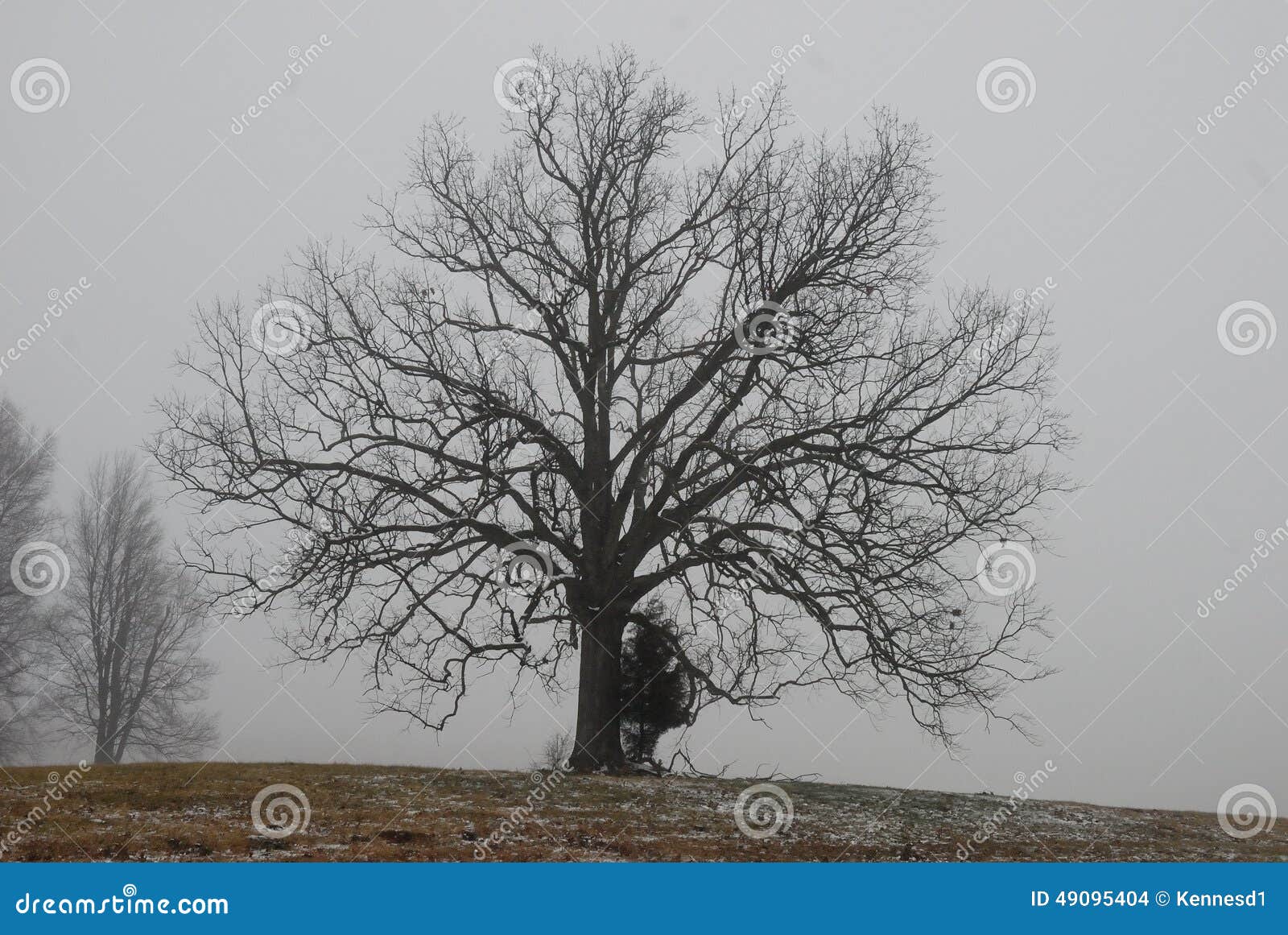 Spooky Tree stock photo. Image of spooky, creepy, hollow - 49095404