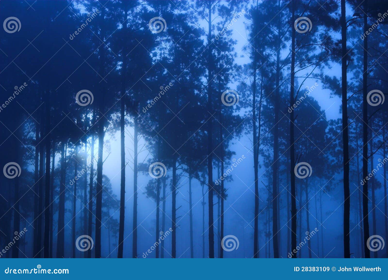Spooky blue forest stock image. Image of nature, natural - 28383109
