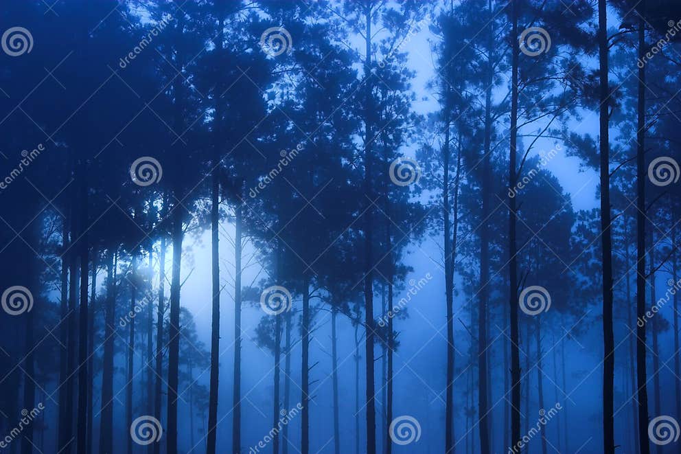 Spooky blue forest stock image. Image of nature, natural - 28383109