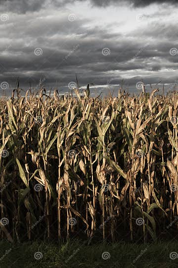 Spooky corn field stock photo. Image of autumn, cultivated - 34995392