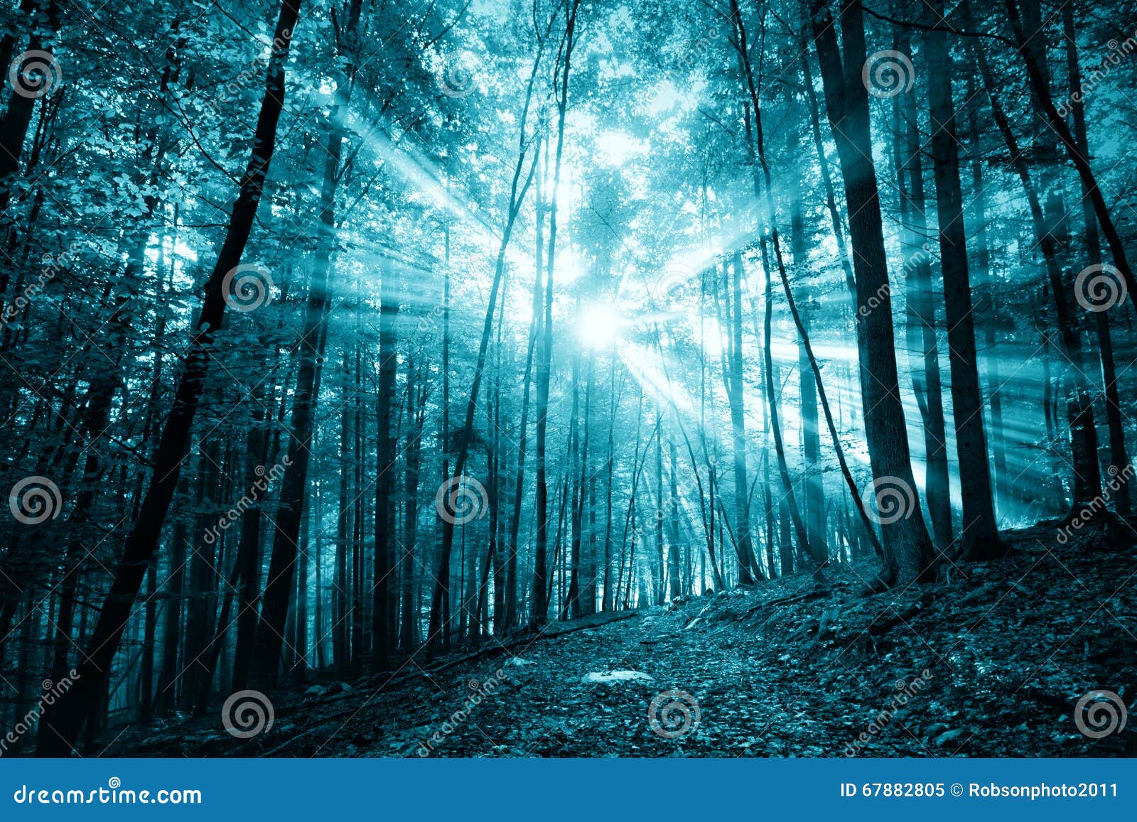 Spooky Dark Blue Colored Sunlight in Forest Landscape Stock Image ...