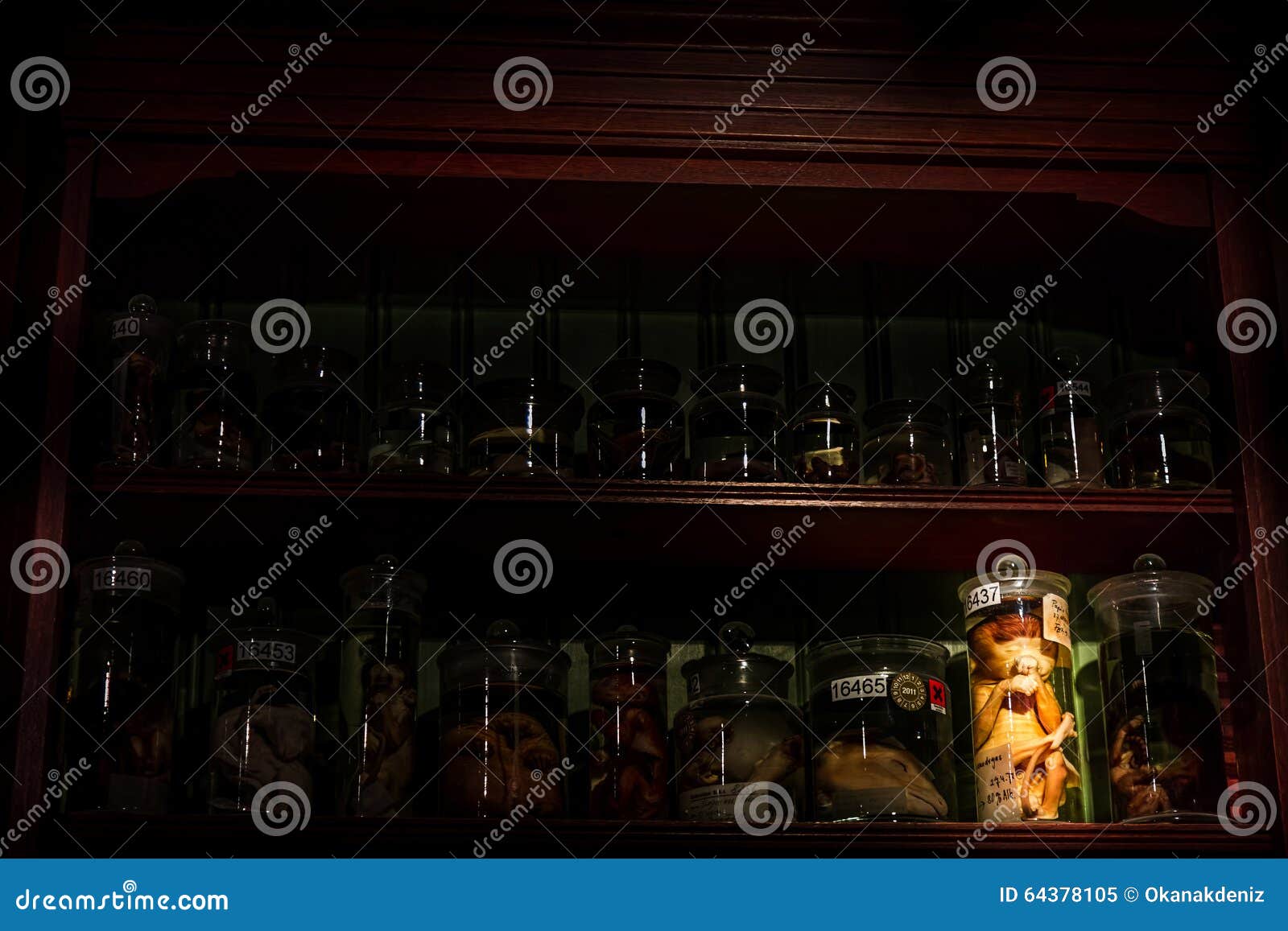 Spooky Dead Animal in Jar in Science Lab Stock Image - Image of cadaver ...