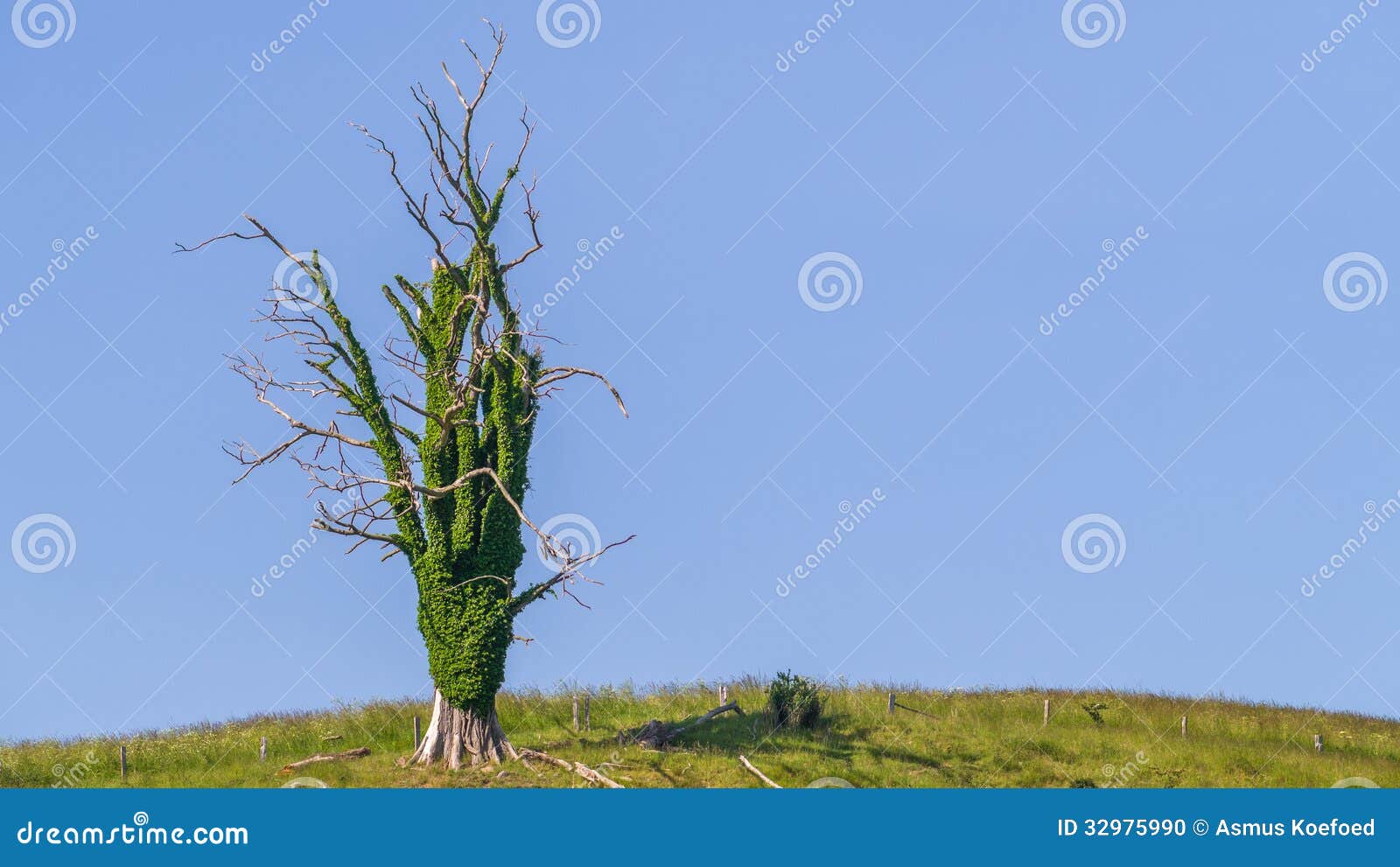 Spooky dead tree stock photo. Image of screen, dead, landscape - 32975990