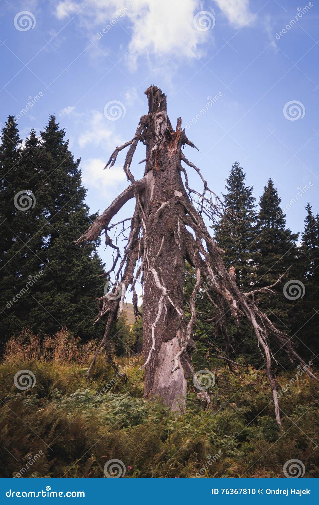 Spooky dead tree stock photo. Image of environment, rotting - 76367810
