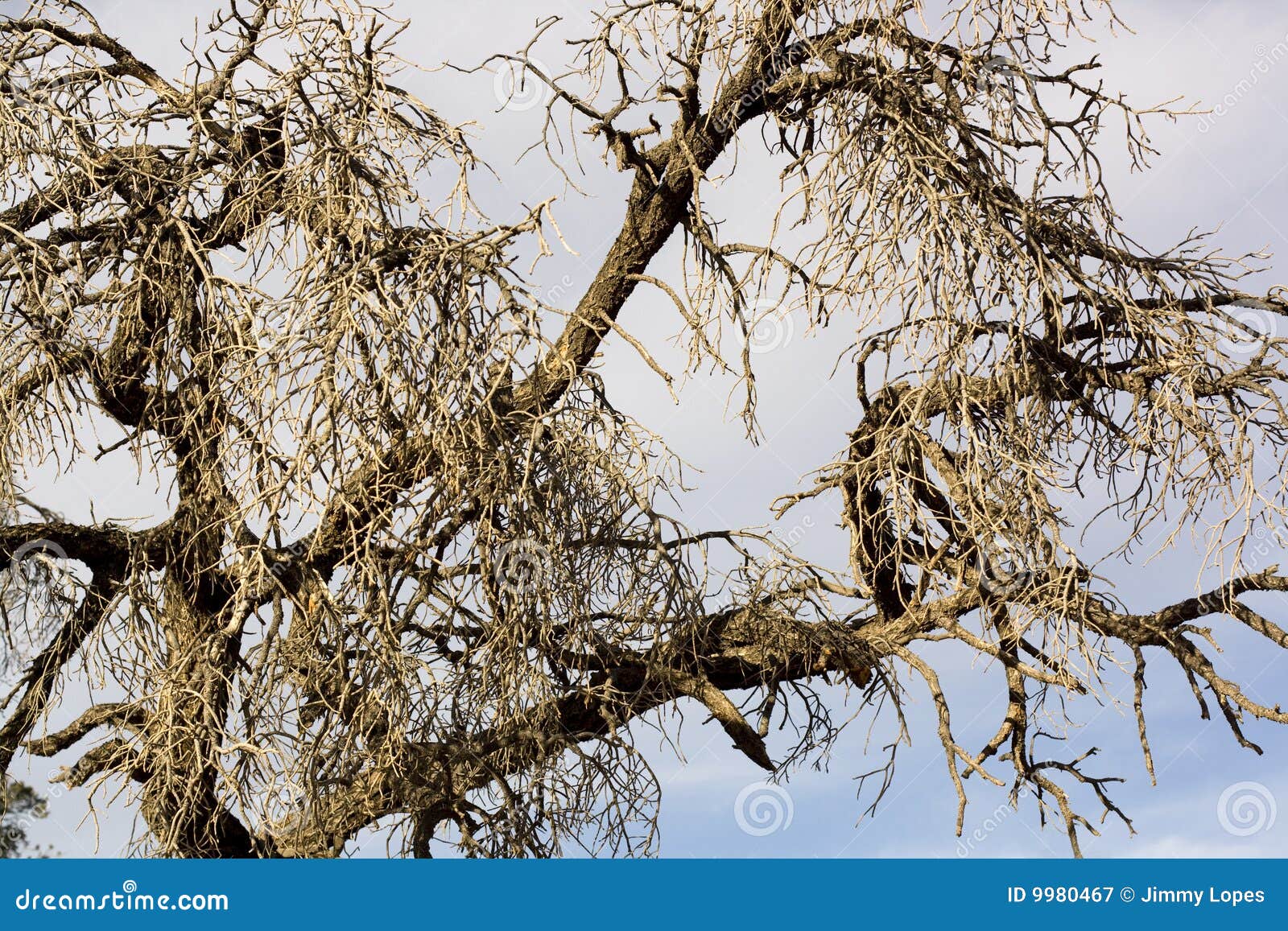 Spooky Dried out Tree stock image. Image of tree, brown - 9980467