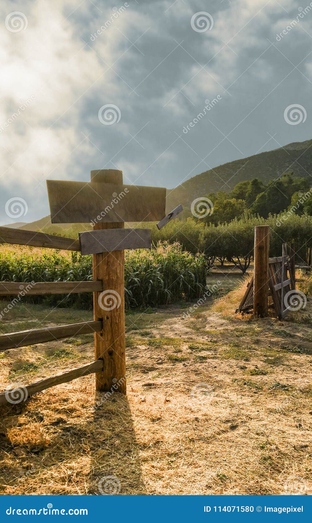 Spooky Field in Sunset stock photo. Image of ghost, moody - 114071580