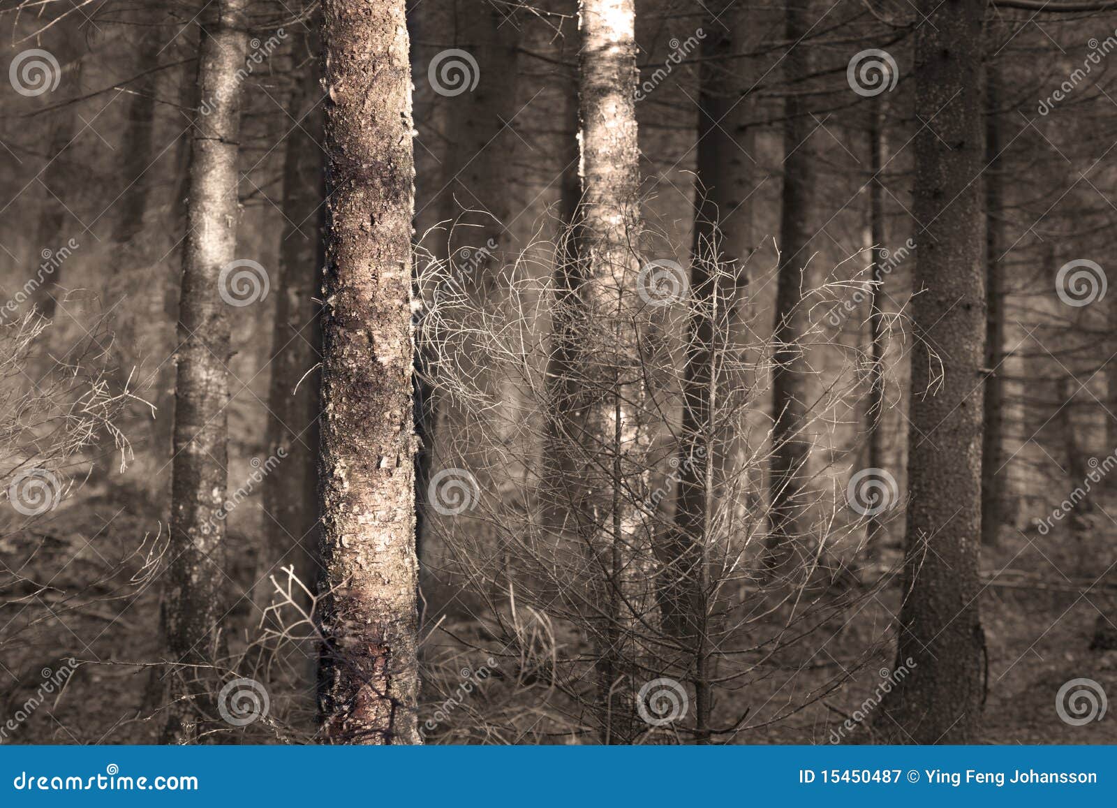 Spooky forest stock image. Image of evergreen, dawn, mist - 15450487
