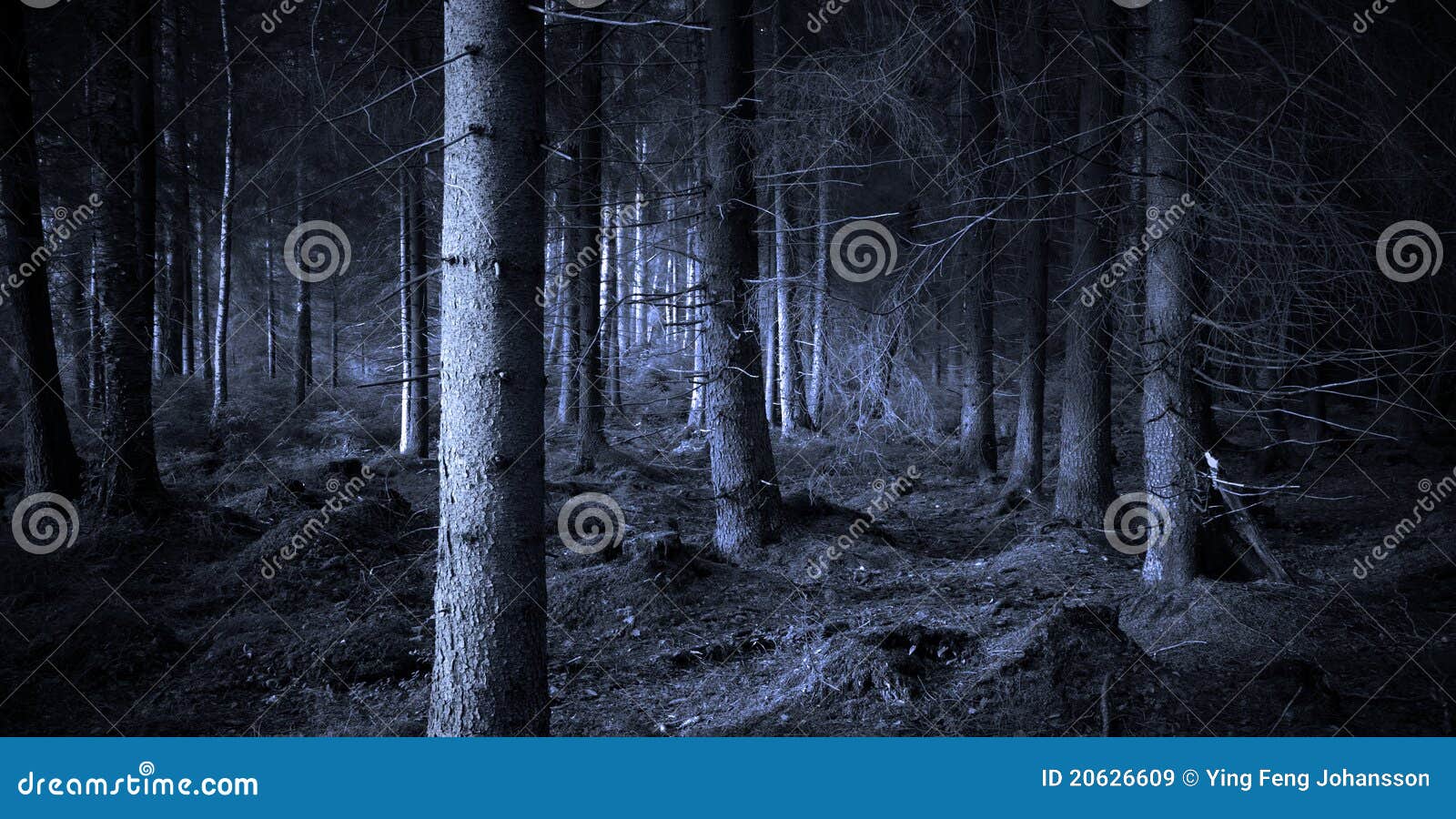 Spooky forest stock image. Image of mysterious, mystery - 20626609