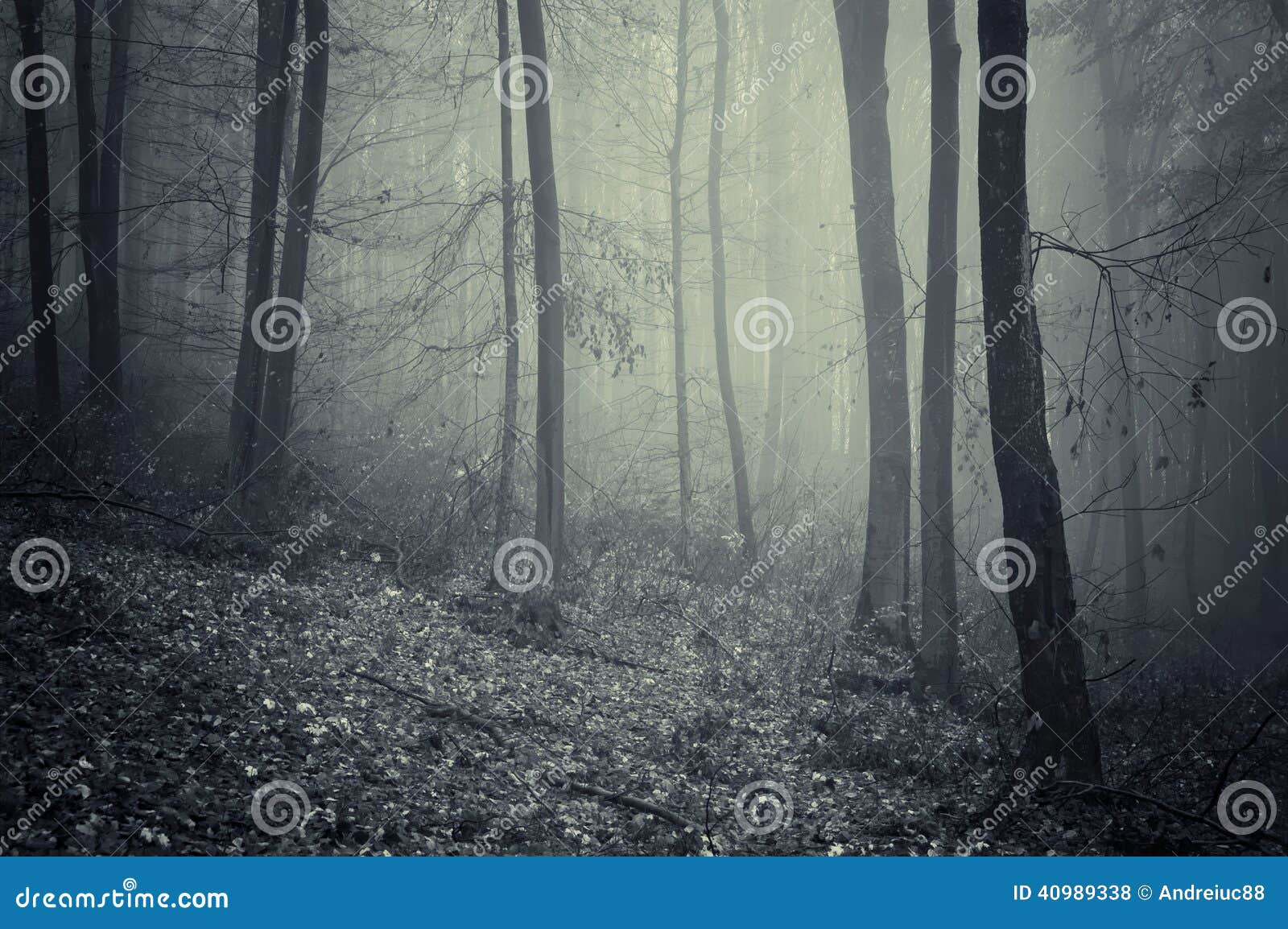 Spooky Forest with Blue Fog on Halloween Stock Photo - Image of blue ...
