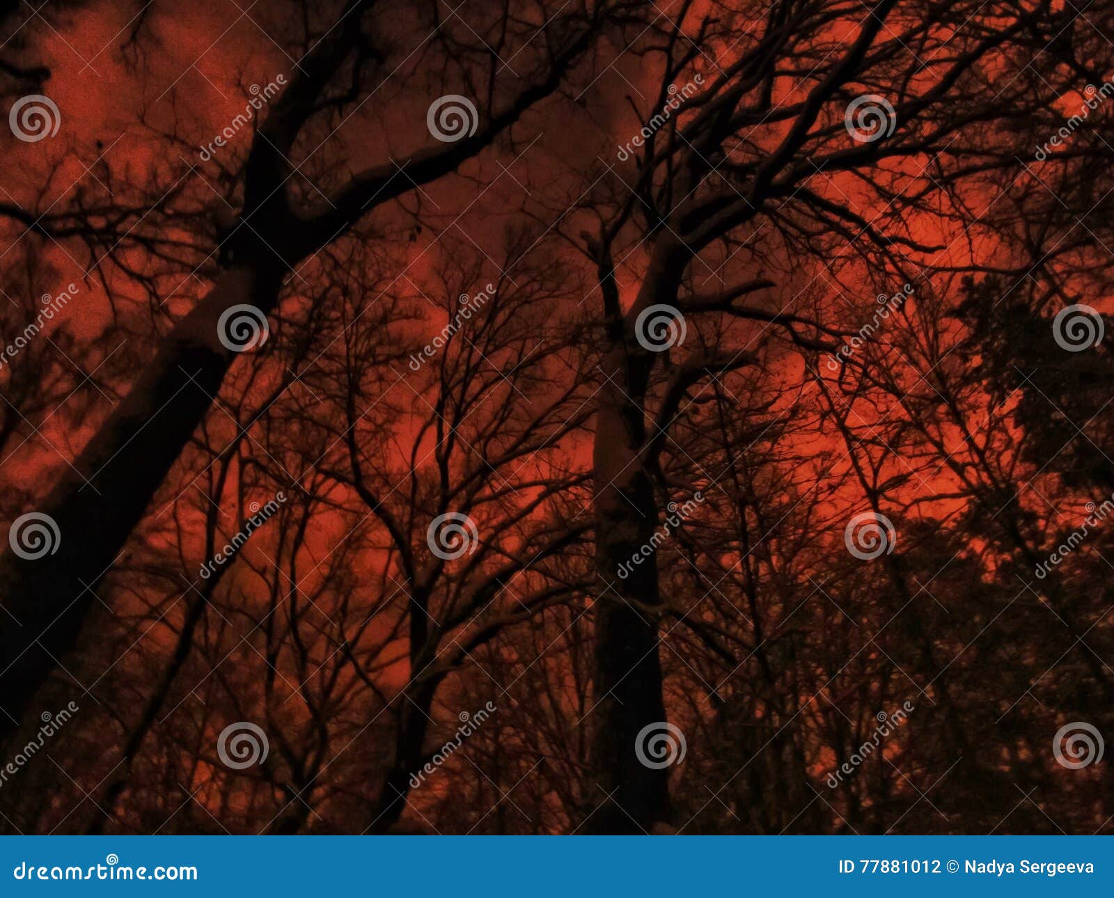 Spooky forest stock photo. Image of spooky, forest, dark - 77881012
